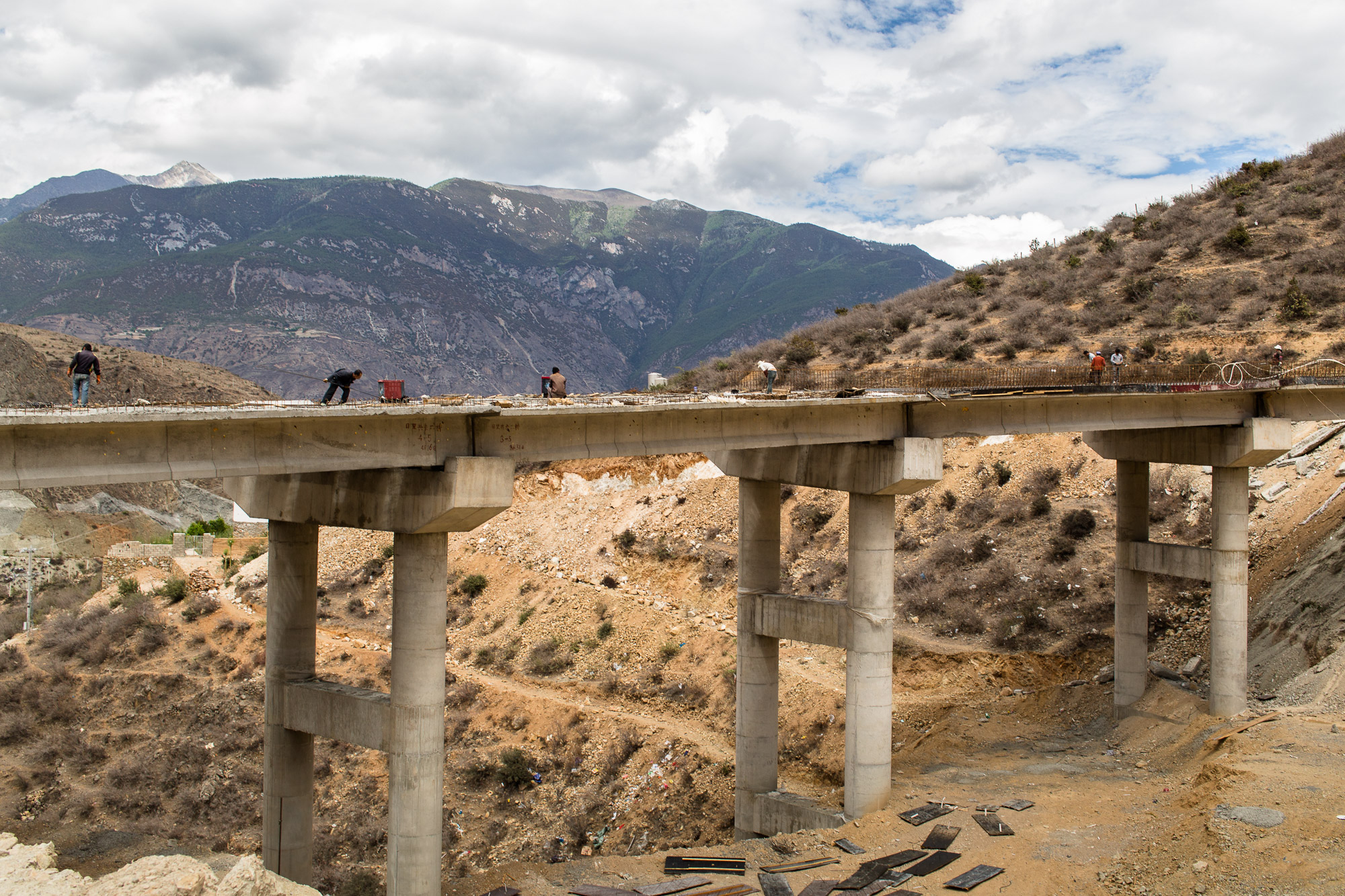 Why? | The Witness Tree