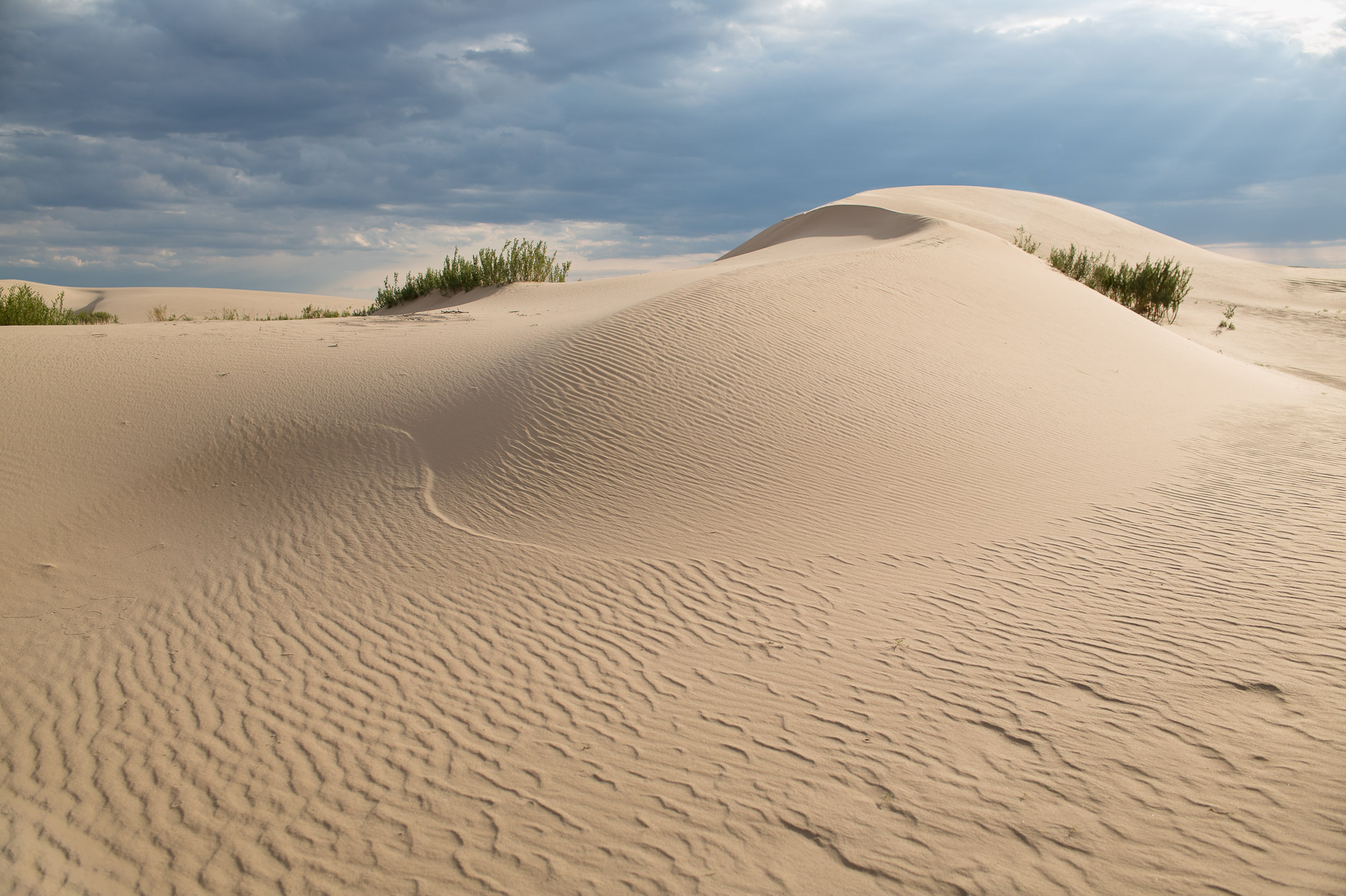 Support | The Witness Tree