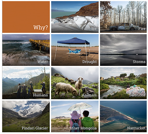 About | The Witness Tree