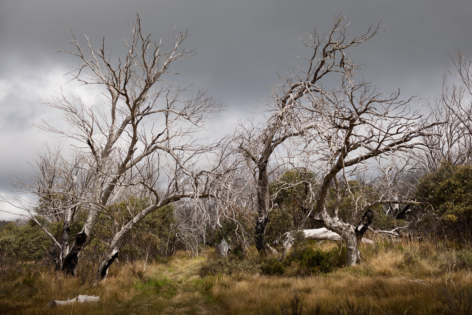 Fire | The Witness Tree