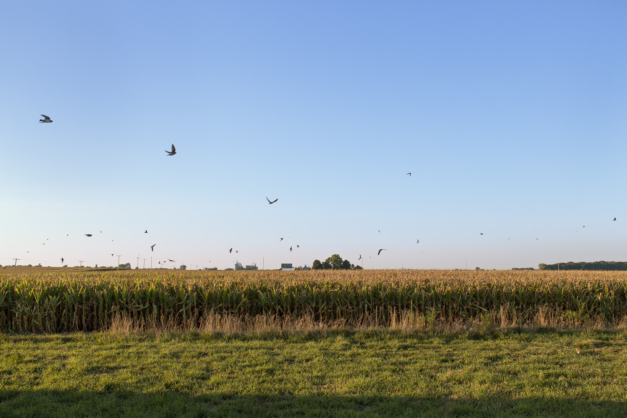 Drought | The Witness Tree