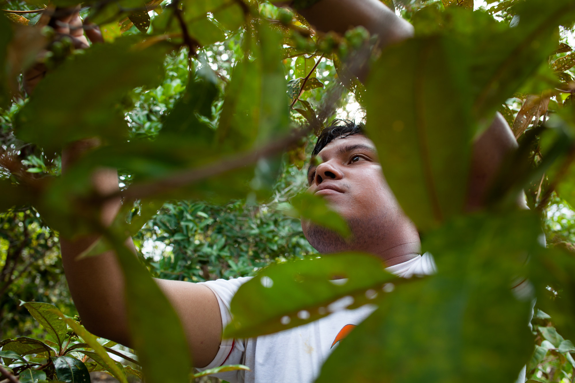 Humans | The Witness Tree